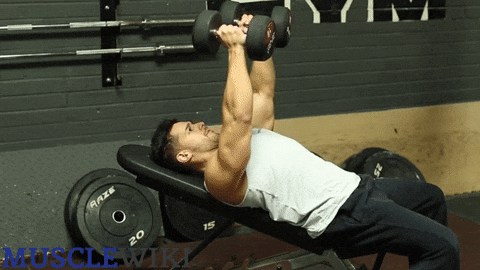 Chest-MuscleWiki